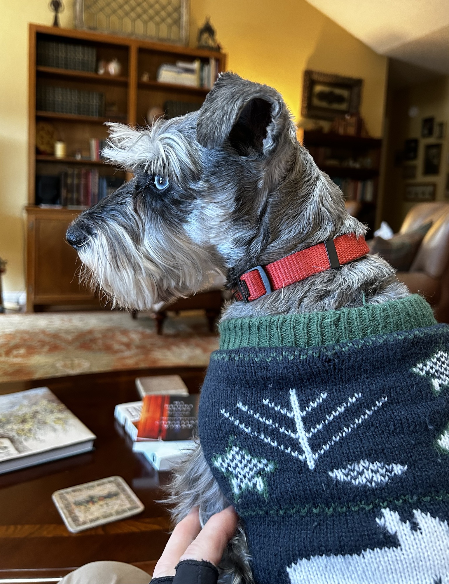 Furry Elixir – An Ever-Flowing Stream